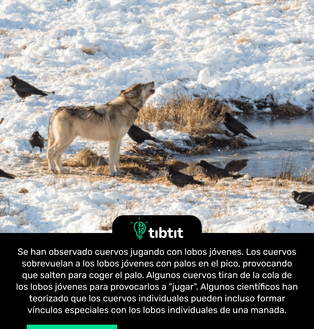 Sabías que… El lobo y el cuervo | Curiosidades & Datos curiosos | Los datos y curiosidades más ...