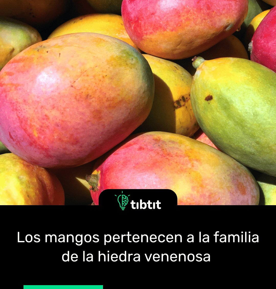 Sabías que… Mangos | Curiosidades & Datos curiosos | Los datos y ...