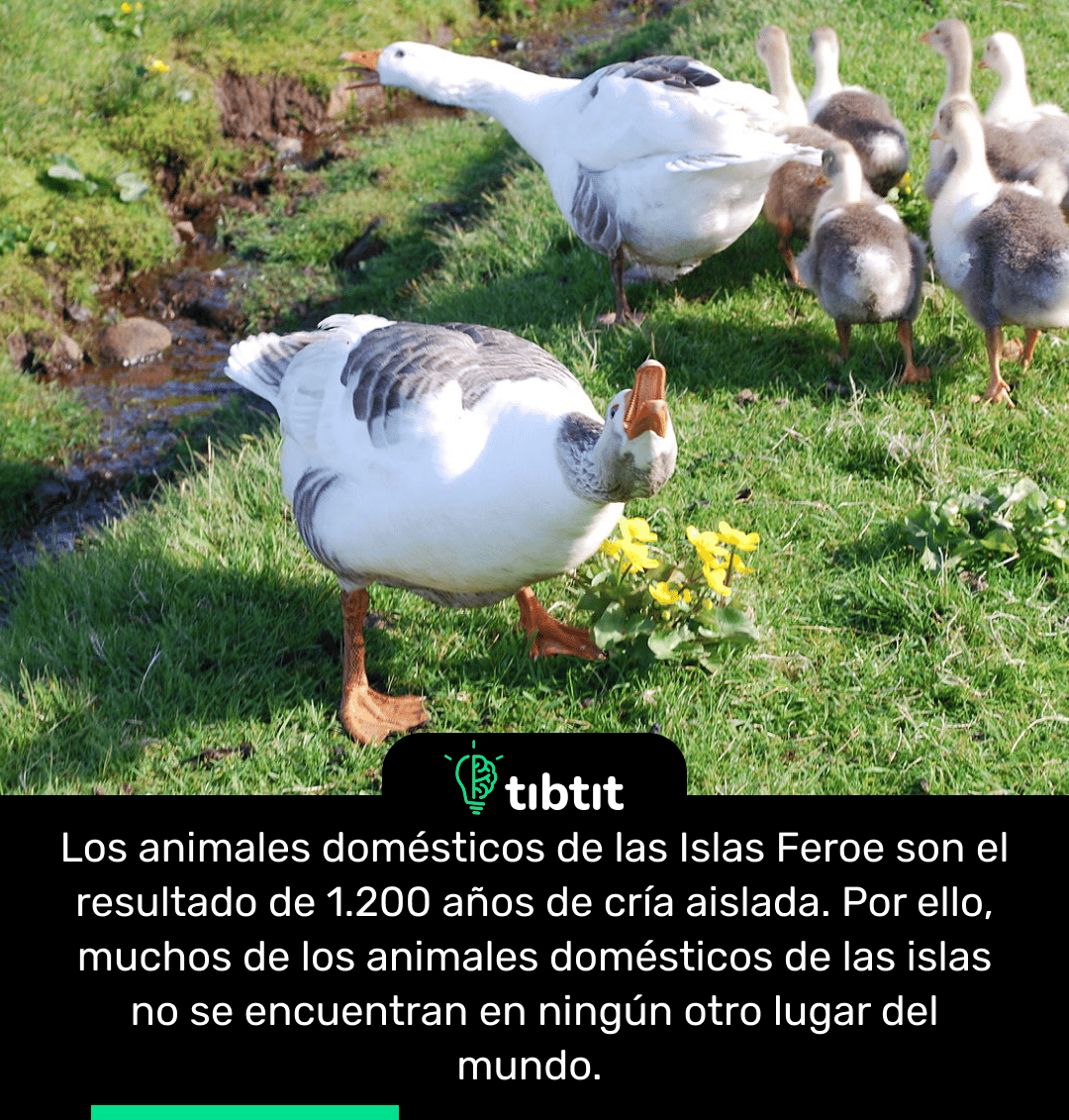 Sabías que… Animales domésticos de las Islas Feroe | Curiosidades ...