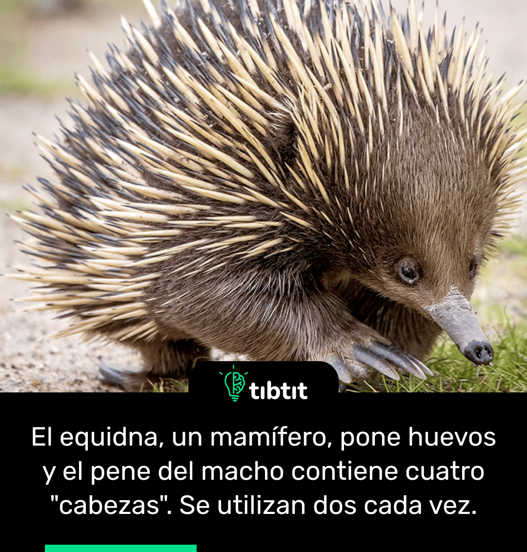 Sabías que… El equidna | Curiosidades & Datos curiosos | Los datos y ...