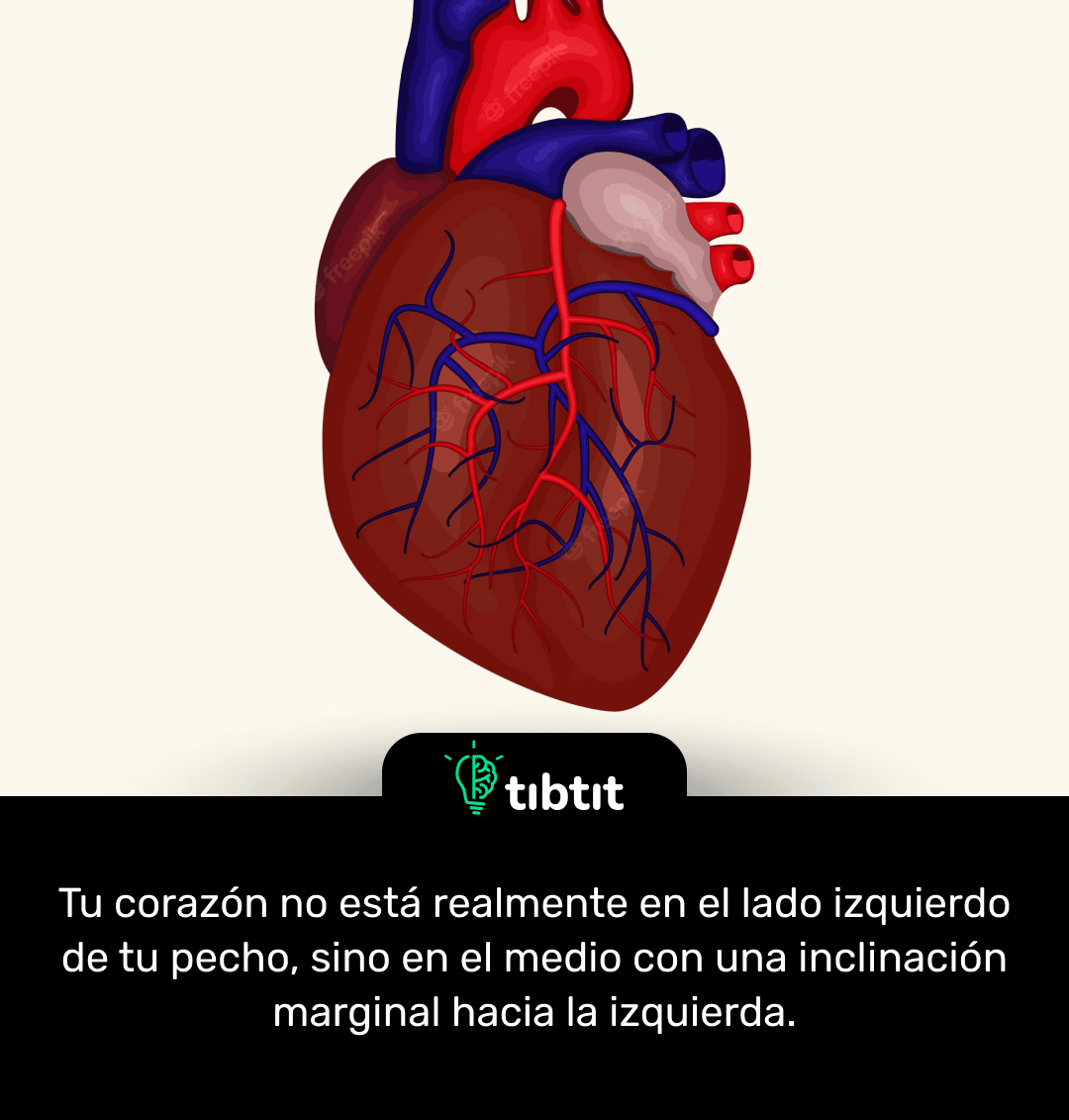 Sabías que… la ubicación exacta del corazón está en un lugar diferente ...