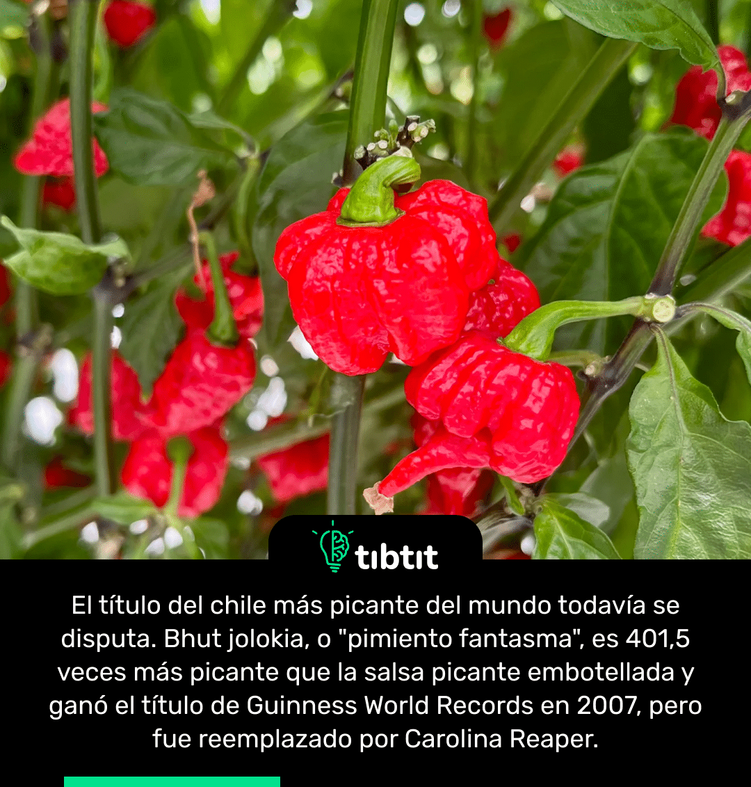 Sabías que… El título del chile más picante del mundo todavía se ...
