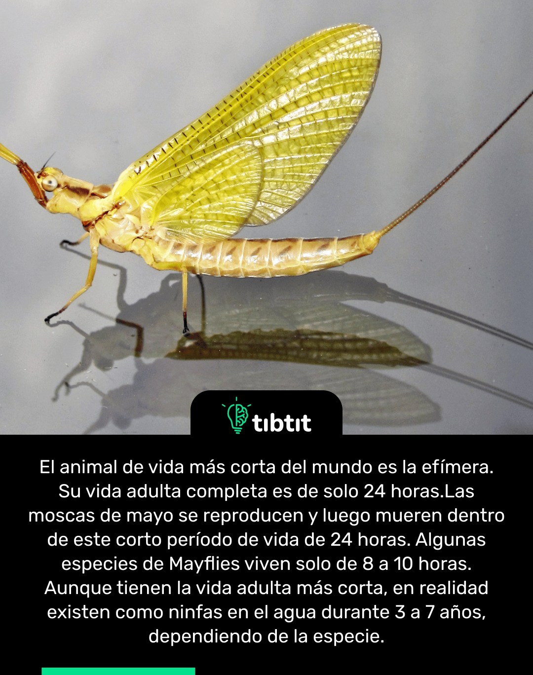 Sabías que… El animal de vida más corta del mundo | Curiosidades ...