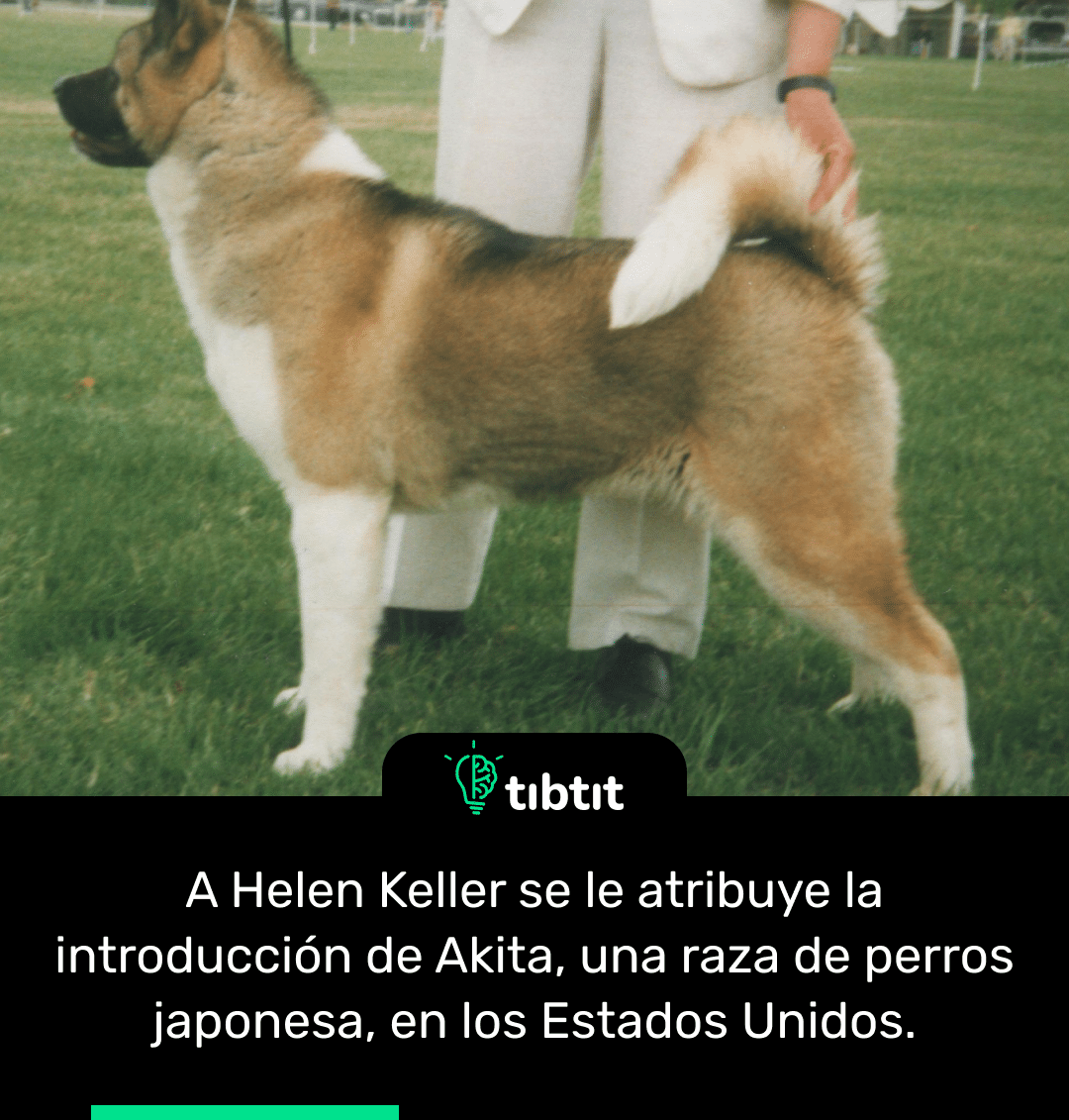 Sabías que… A Helen Keller se le atribuye la introducción de Akita, una ...