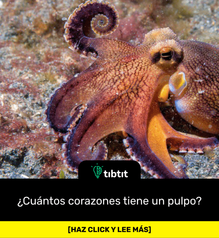 Sabías que… ¿Cuántos corazones tiene un pulpo? | Curiosidades & Datos curiosos | Los datos y ...