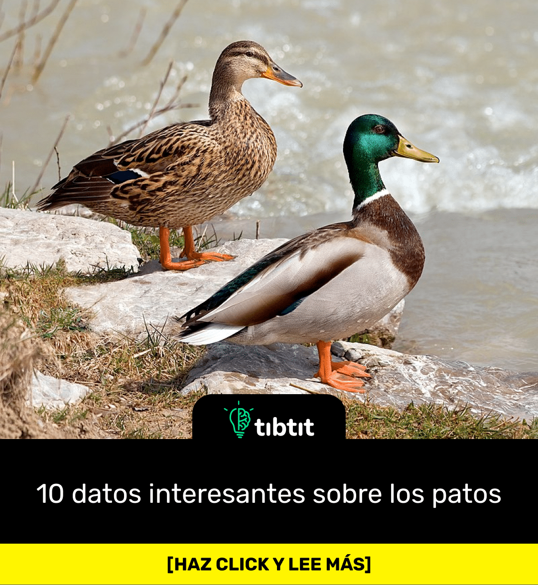 Sabías que… 10 datos interesantes sobre los patos | Curiosidades ...