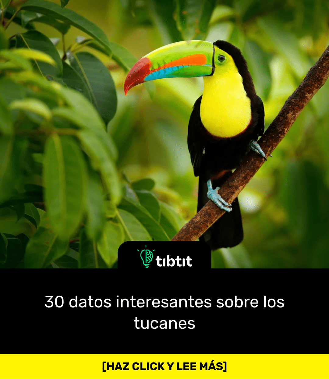 Sabías que… 30 datos interesantes sobre los tucanes | Curiosidades ...
