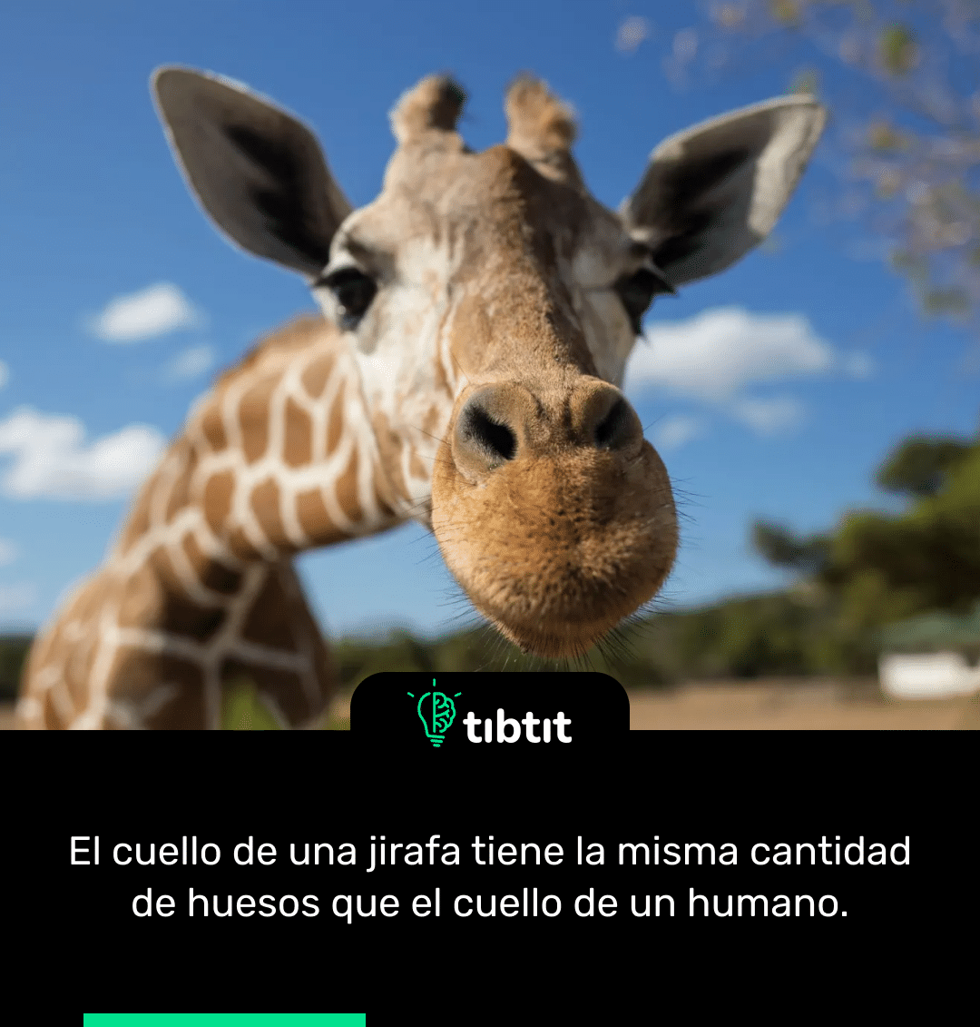 Sabías que… El cuello de una jirafa tiene la misma cantidad | Curiosidades & Datos curiosos ...