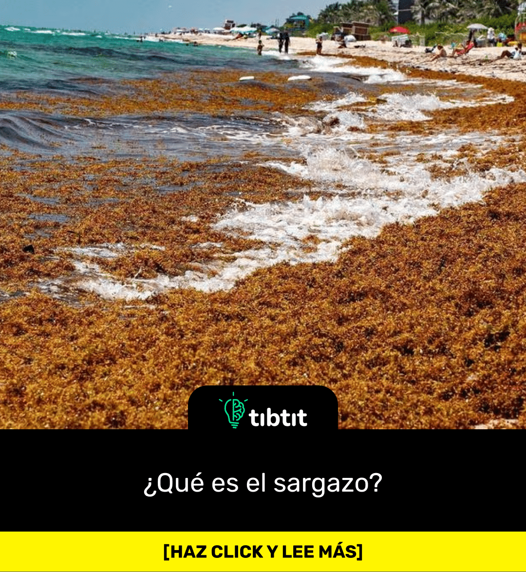 Sabías que… ¿Qué es el sargazo? | Curiosidades & Datos curiosos | Los datos y curiosidades más ...