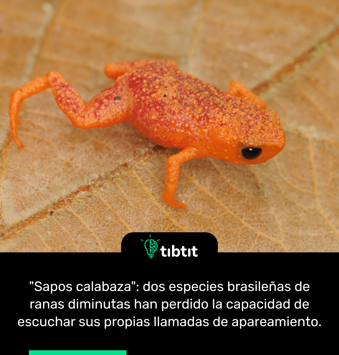Sabías que… "Sapos calabaza": dos especies brasileñas de ranas ...