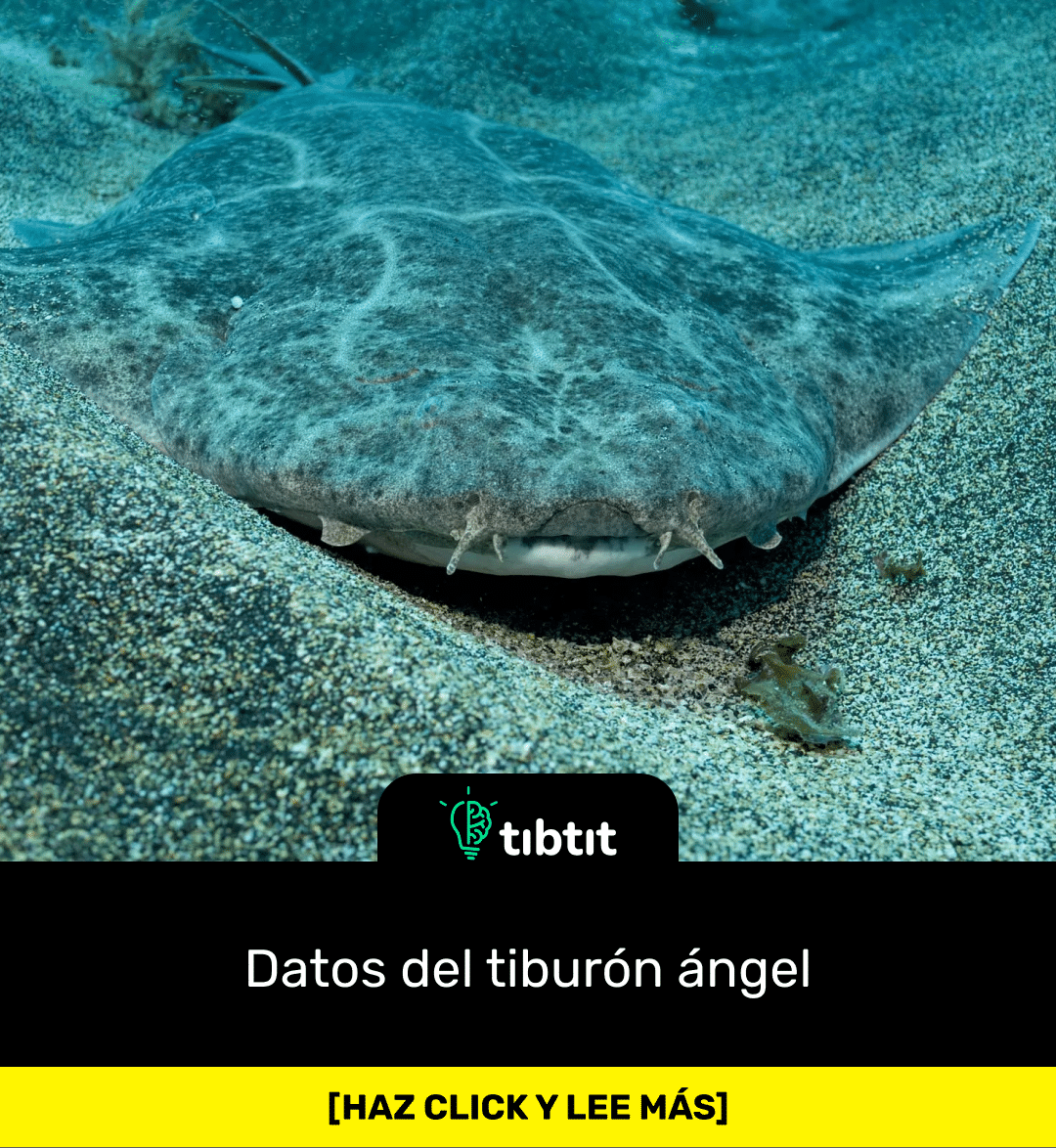 Sabías que… Datos del tiburón ángel | Curiosidades & Datos curiosos ...
