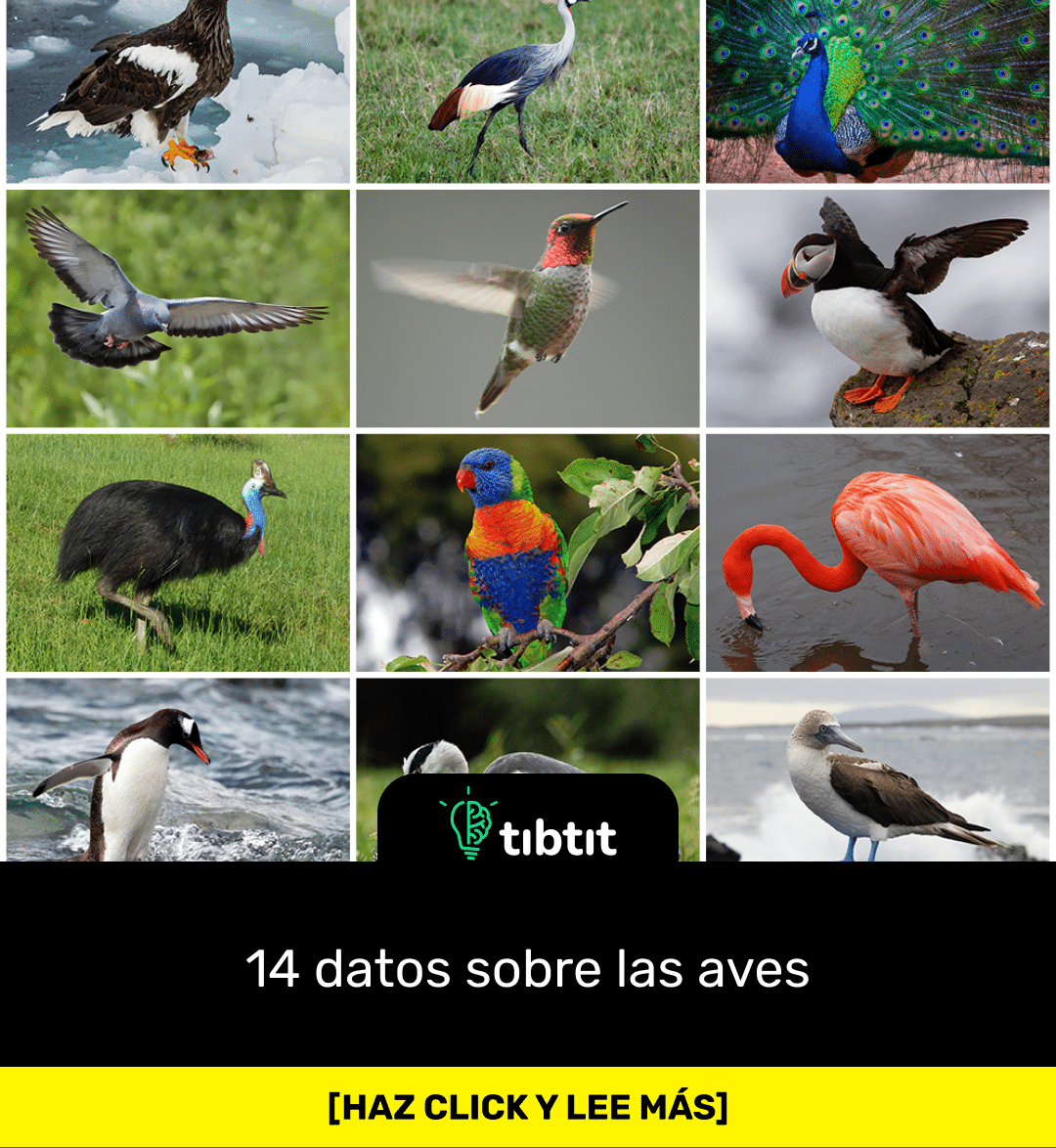 Sabías que… 14 datos sobre las aves | Curiosidades & Datos curiosos ...