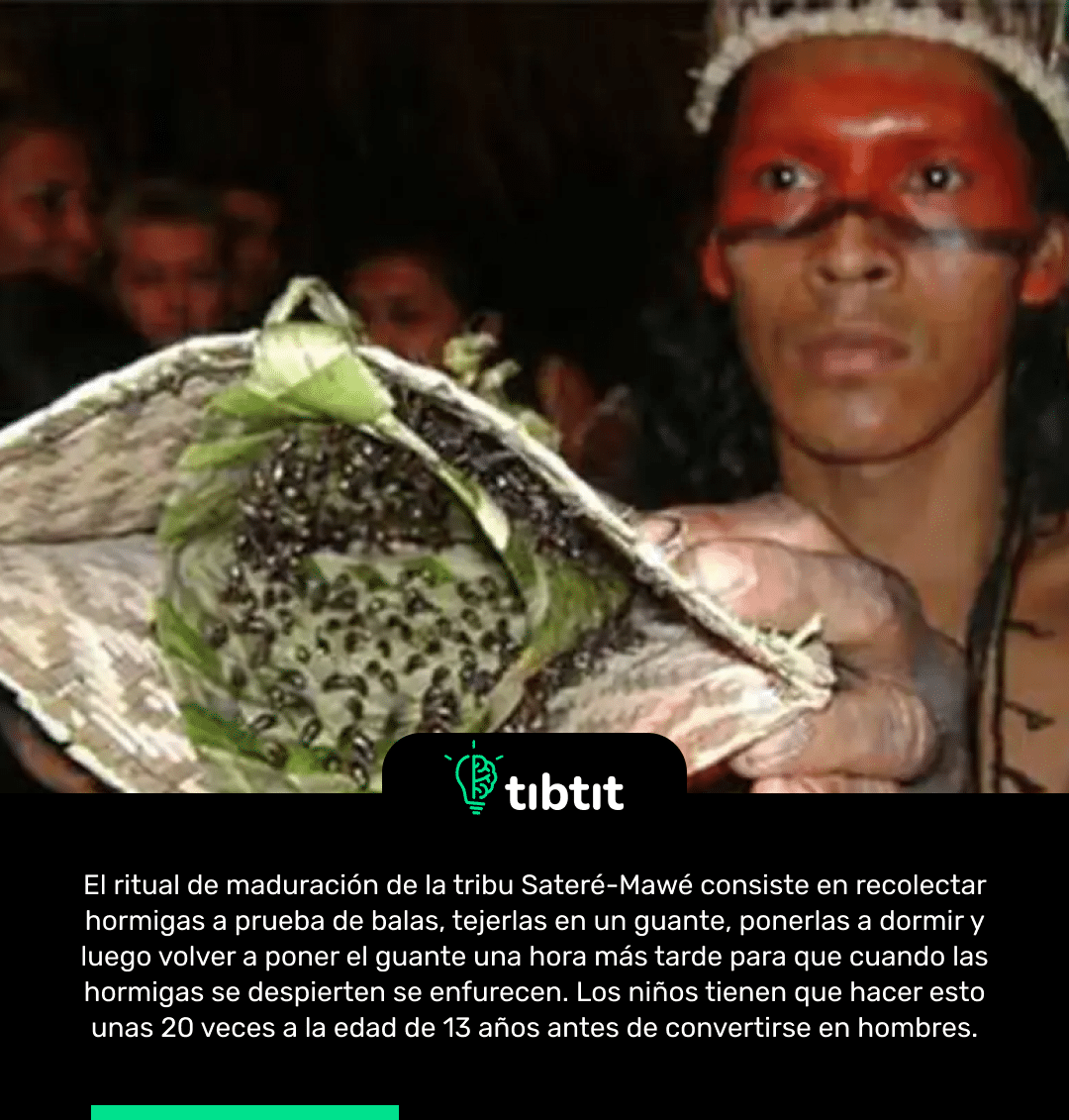 Sabías que… El ritual de maduración de la tribu Sateré-Mawé consiste ...